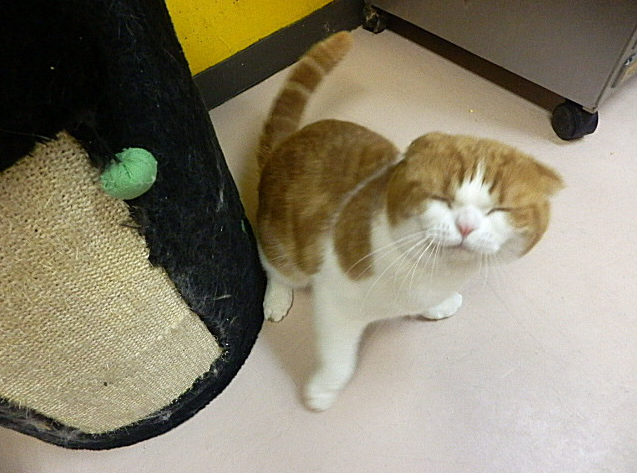 150110-4 | Petshop navi